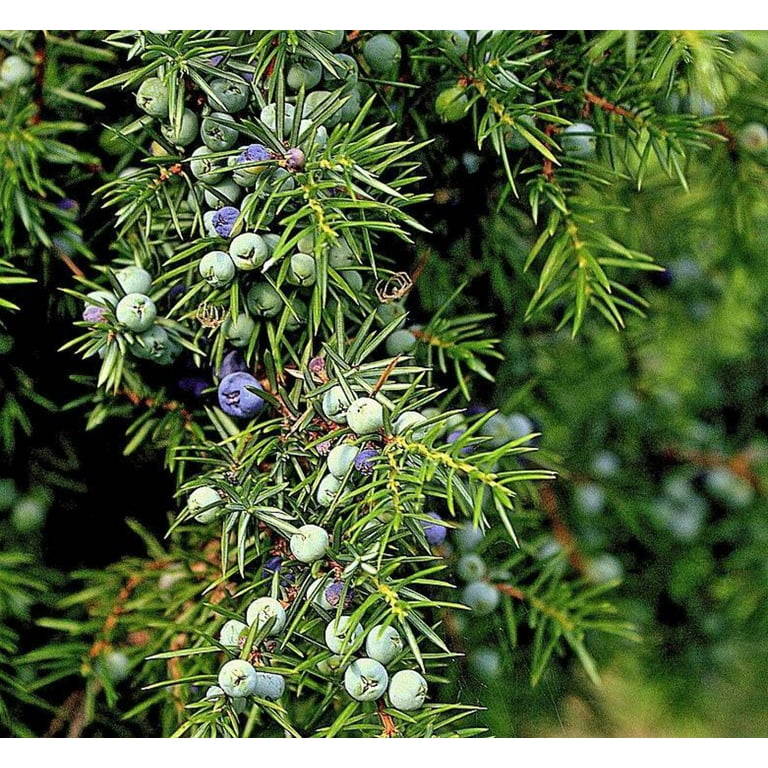 Juniperus Communis Blue