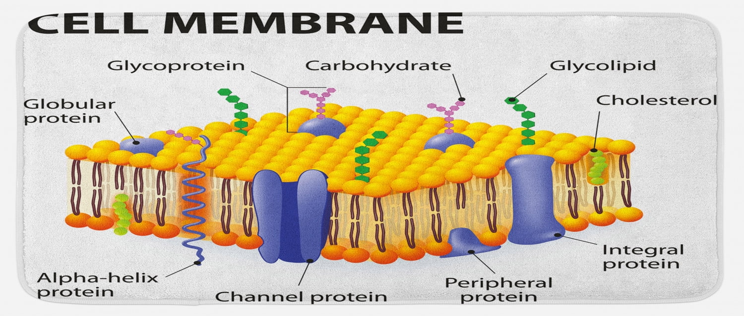 Science Kitchen Mat, Detailed Diagram of Membrane Cell Structure Types ...