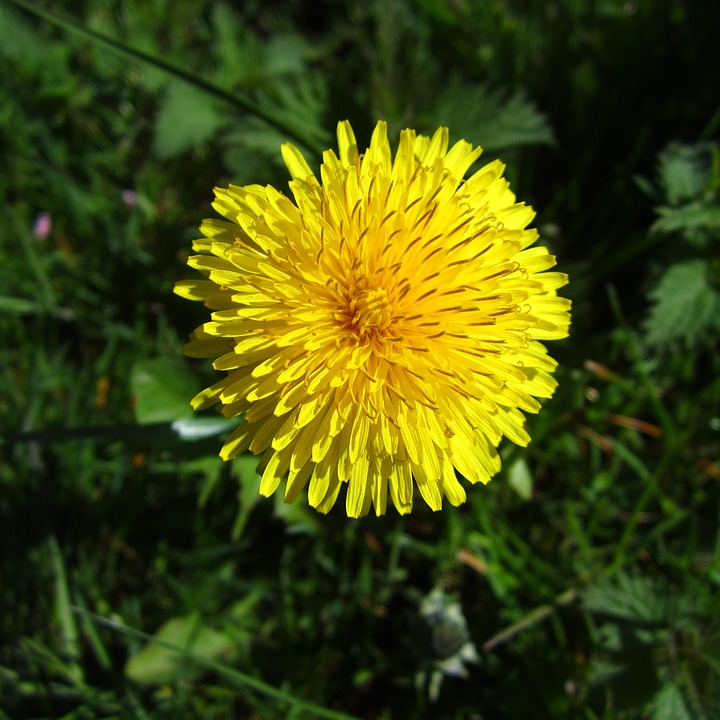 Dendelion Yellow Flower Dandelion 20 Inch By 30 Inch Laminated Poster Dendelion Yellow Flower Dandelion 20 Inch By 30 Inch Laminated Poster