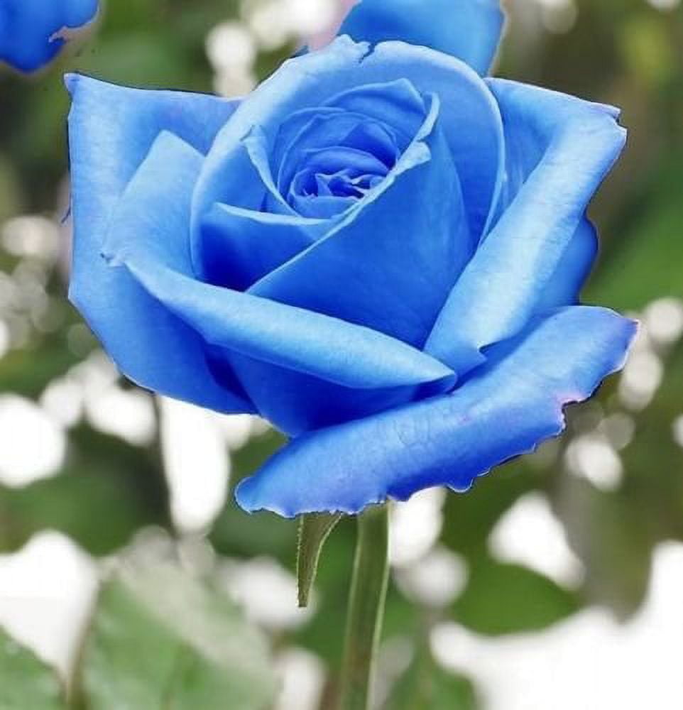 Blue Rose Flower Garden
