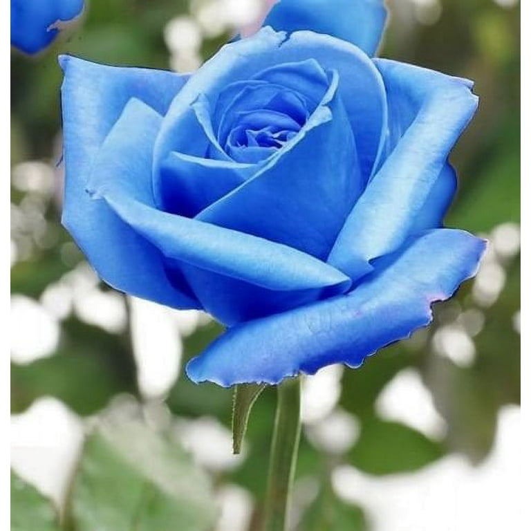 Beautiful Blue Rose Flower Photos | Best Flower Site