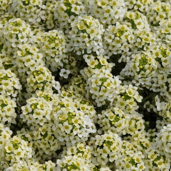 Alyssum Easter Bonnet Seeds - Color: Lemonade - Approx 1000 Multi Seed ...