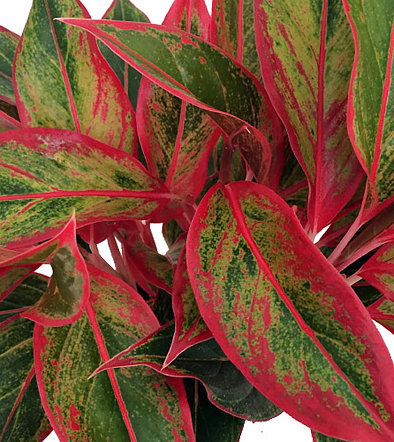 Firecracker Chinese Evergreen Plant - Aglaonema - Grows in Dim Light ...