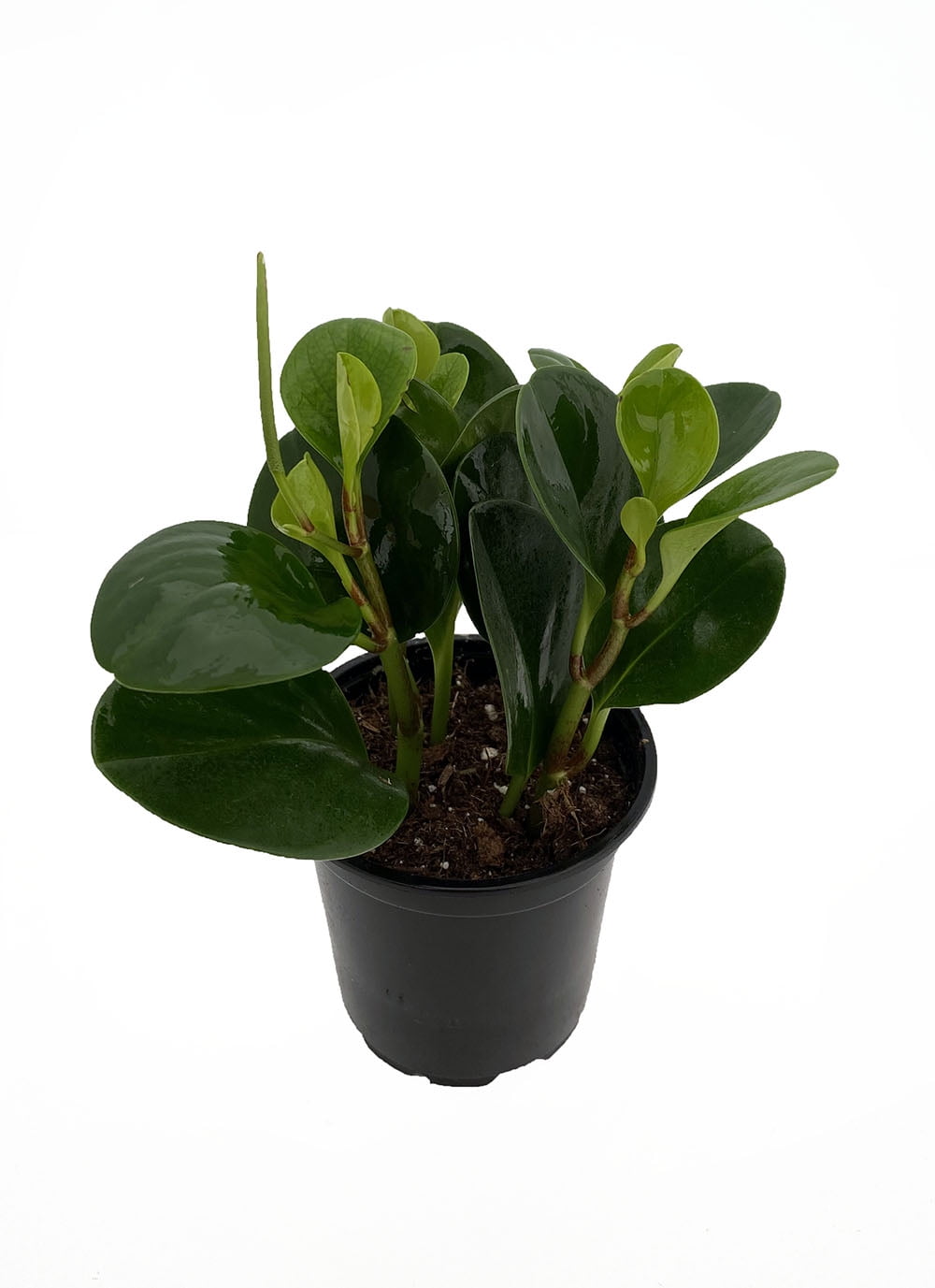 Deep Green Baby Rubber Tree - Peperomia obtusifolia - 4" Pot - Walmart.com