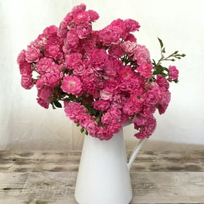 Heirloom Roses Pink Climbing Rose Bush Live Plant, Highwire Flyer™, 6 ...