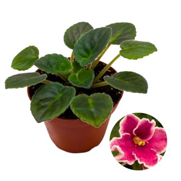 Harmony Foliage Hawaiian Pearl African Violet Saintpaulia 4 inch ...