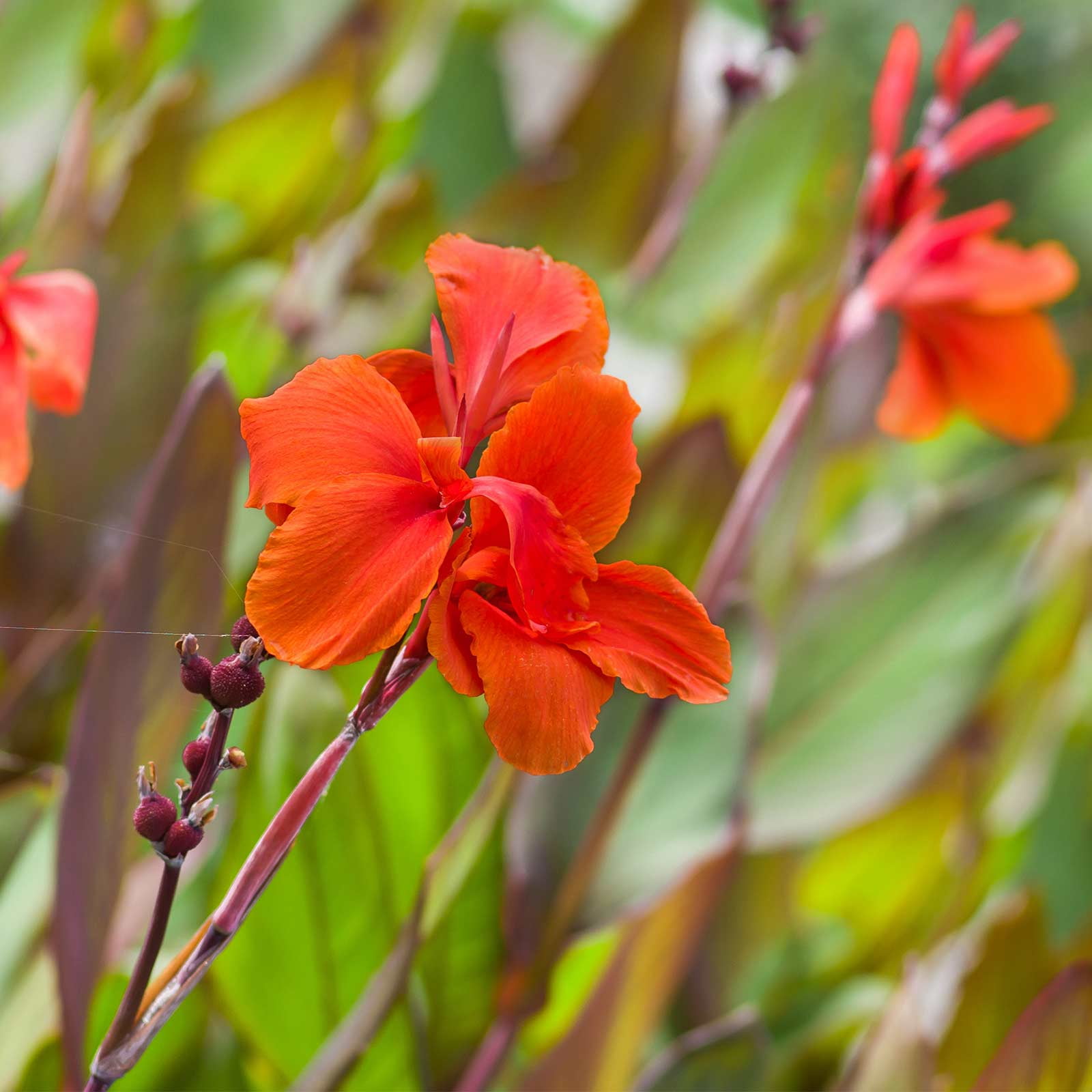 Canna Flower Seeds - Tropical Series: Bronze Scarlet - 25 Seeds ...