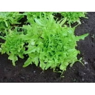 2000 Seeds BIBB LETTUCE (Limestone Lettuce) Lactuca Sativa Vegetable ...