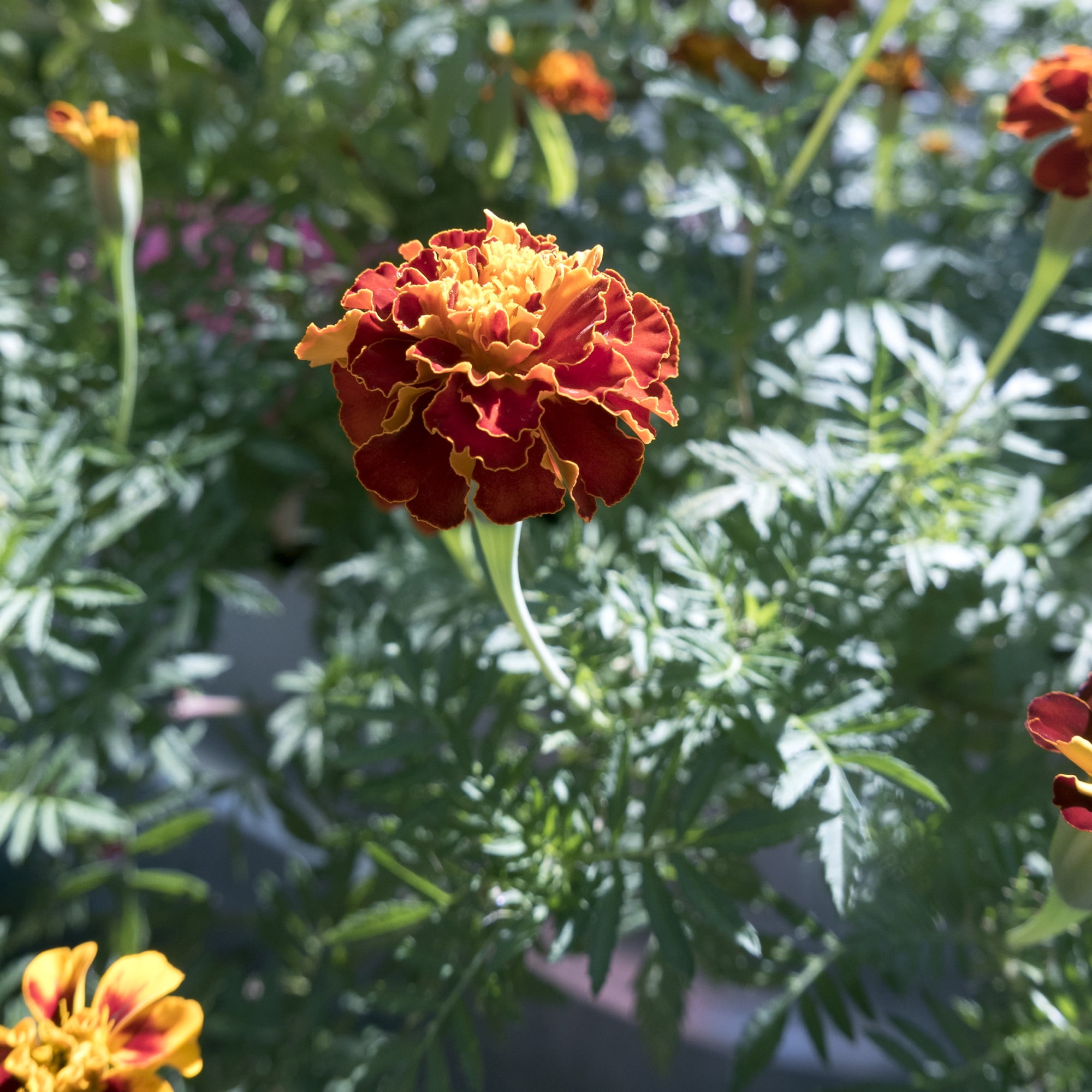 Organic Sparky Marigold Seeds - 2 g Packet ~436 Seeds - Non-GMO ...