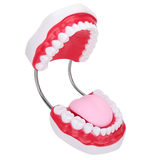 Teeth Model,Dental Teeth Model Demonstration Dental Demonstration Model ...
