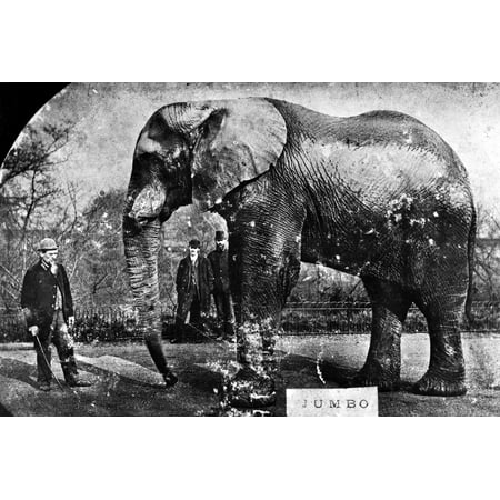 Jumbo, C1882. /Njumbo The Elephant, Photographed Around The Time He Was ...