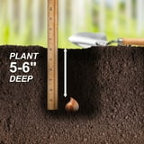 Garden State Bulb Darwin Hybrid Dafeng Tulip Flower Bulbs, 12/+ cm (Bag ...