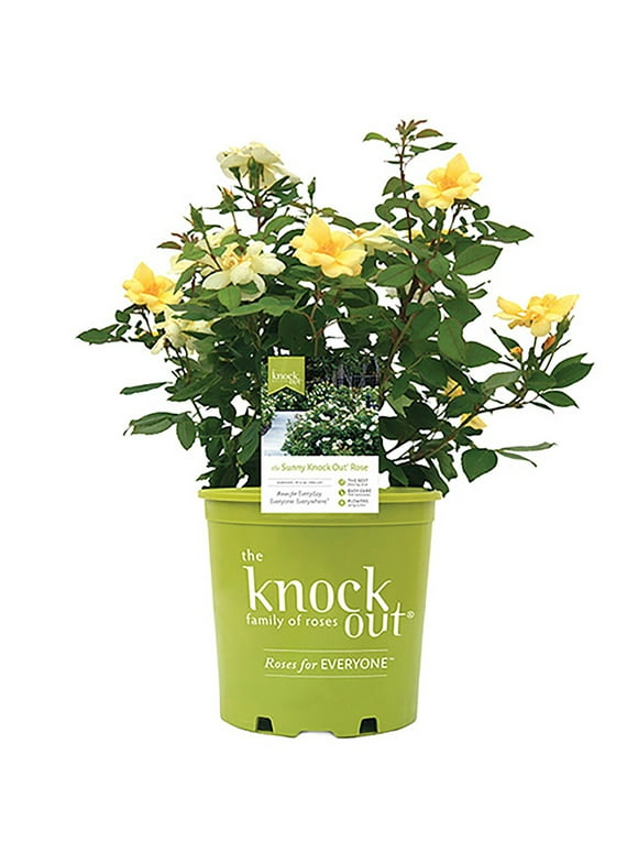 Rose Bushes in Garden Bushes - Walmart.com