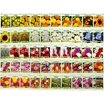 Deluxe Set of 25 Flower Seed Packets - 10 High Germination, Non-GMO ...