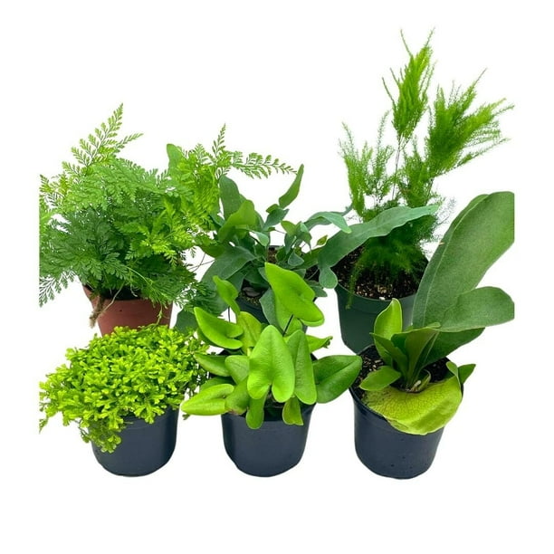 Fern Assortment Set, 4 inch pots, Staghorn, Asparagus, Club moss ...