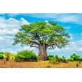 10 Baobab Seeds Adansonia digitata Tree of Life Rare Monkey Bread ...