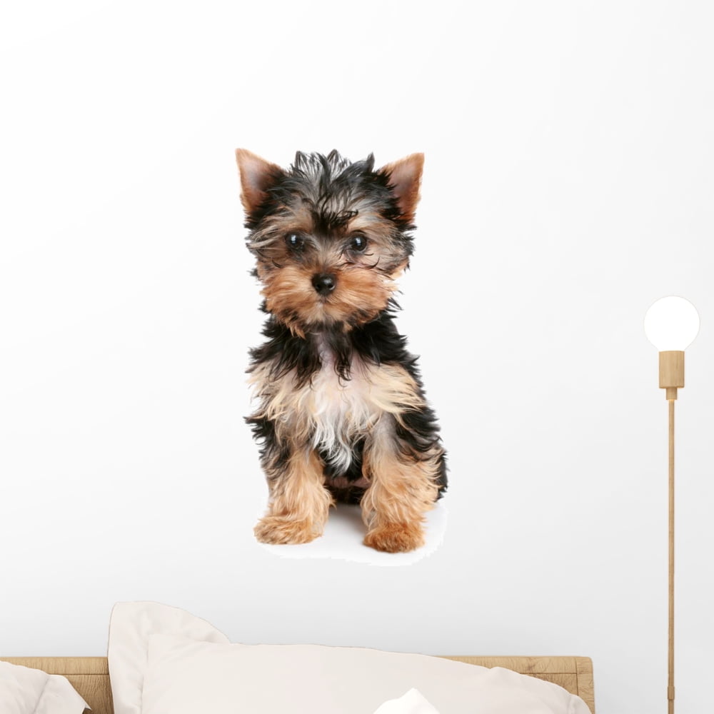 Yorkshire Terrier Puppy White Wall Decal by Wallmonkeys Peel and Stick ...