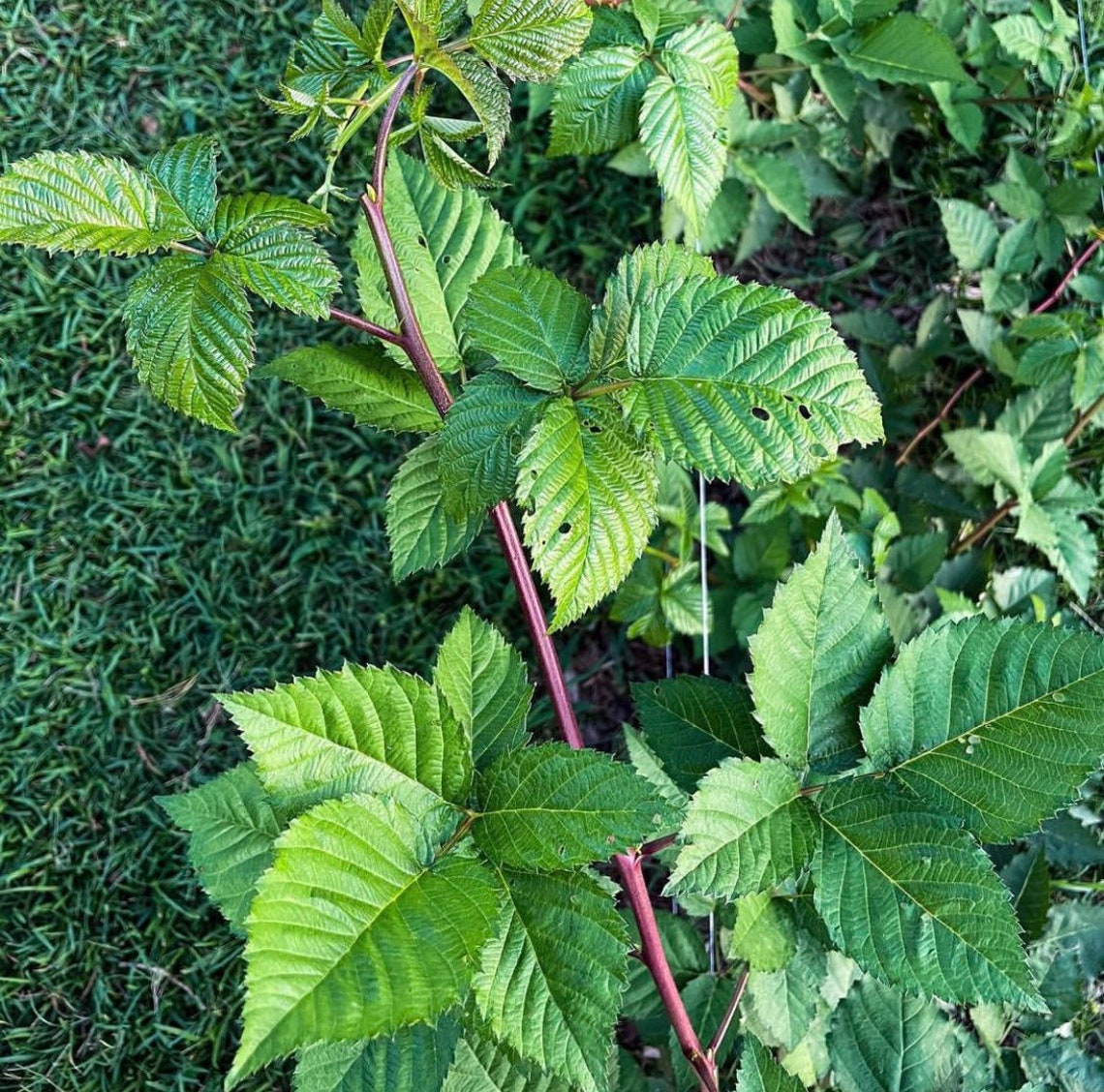 Blackberry Plant Leaves