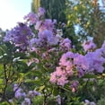 Crape Myrtle Muskogee – live starter plants less than 12 inches tall ...