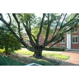 5 LAUREL OAK TREE Quercus Hemisphaerica Native aka Darlington Coastal ...