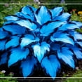 Variegated Butterfly Hostas Flowers Planting Mix-Iridescence-Beautiful ...