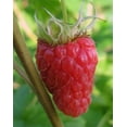 100 Red Raspberry Rubus Idaeus Planting Fruit Bush Vine Seeds - Walmart.com