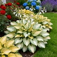 Rainbow Colorful Midnight Blue Hostas for Planting--(Non-Artificial ...