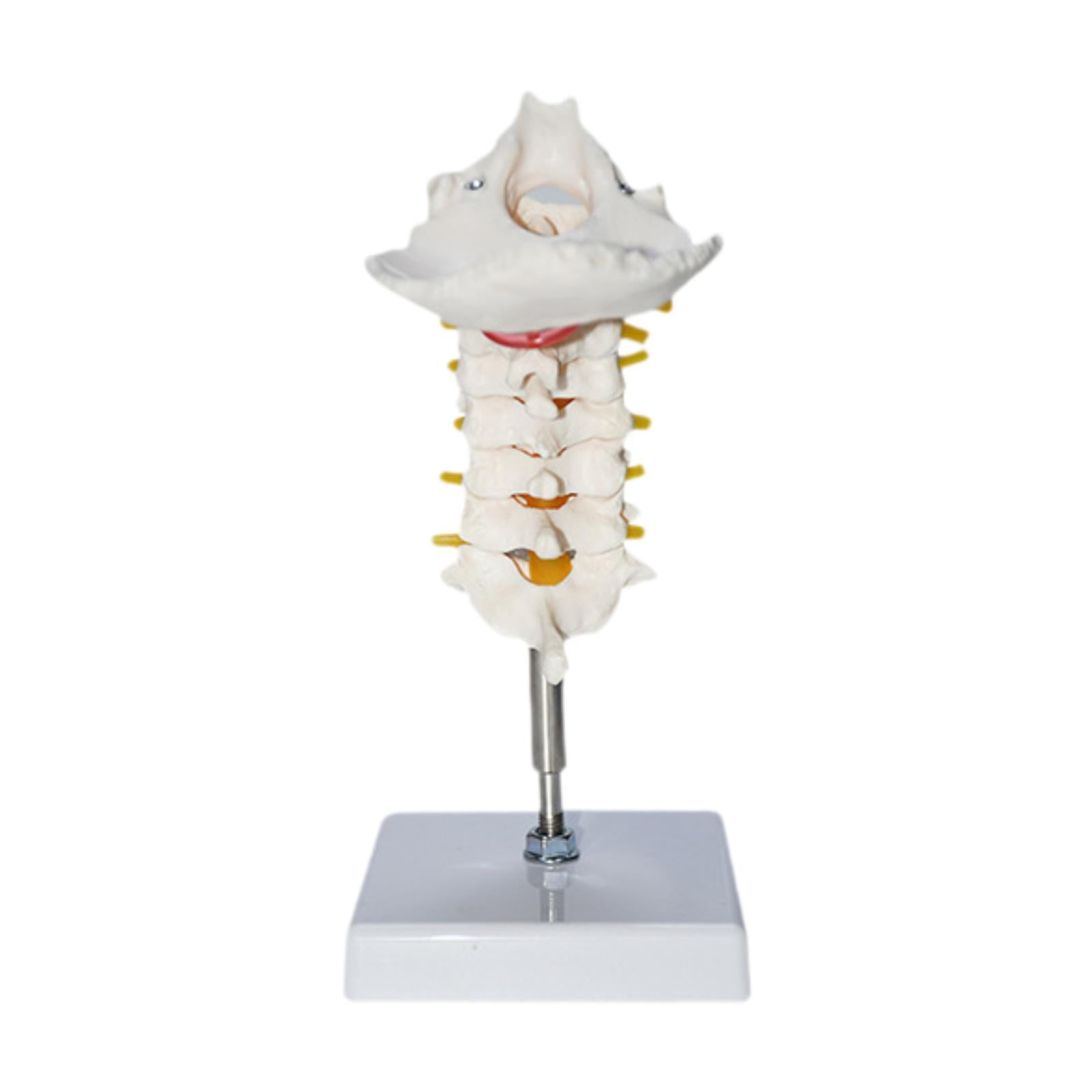 Lipstore 7 Section Cervical Vertebra Model Spine Anatomy Biology ...