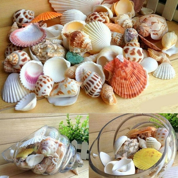 100g Mixed Beach SeaShells Mix Sea Shell Craft Sea Shell Natural ...