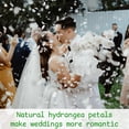3000+Pcs Real Ivory White Dried Hydrangea Flower Petals - 100% Natural ...