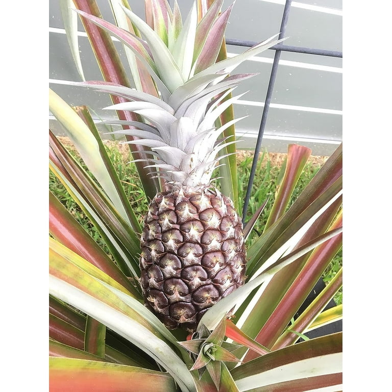 Pineapple Fruit Tree