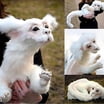 Furlings Finley - 13" Interactive Plush Toy, 80+ Sounds & Animations ...