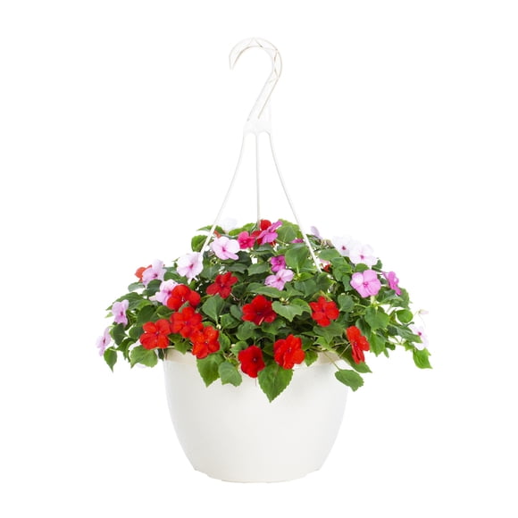 Impatiens Plant
