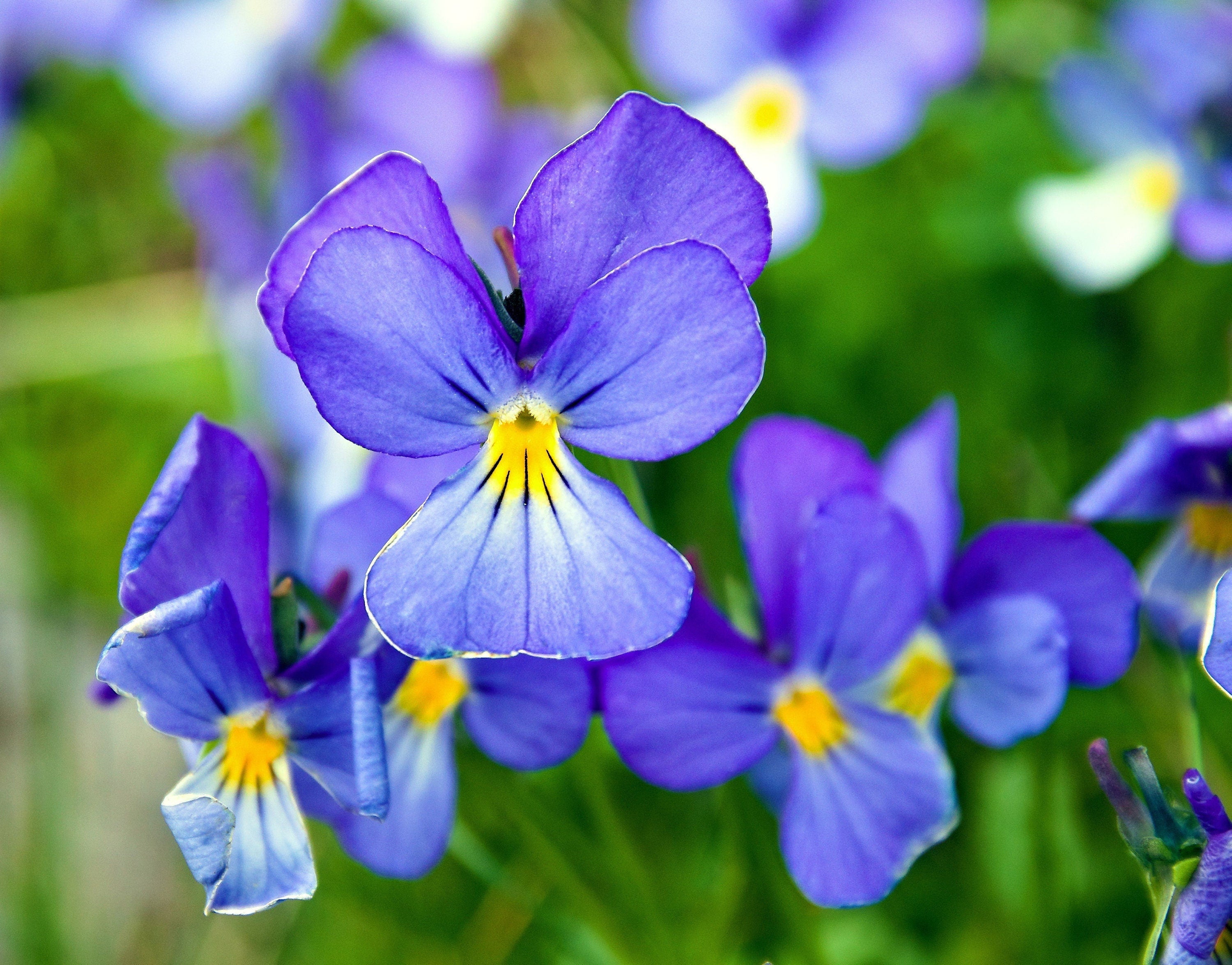 25 CORSICAN VIOLET Viola Corsica Blue Purple with Yellow Eye Shade or ...