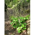 1200 Prairie Alumroot CORAL BELLS Heuchera Richardsonii Shade Flower ...