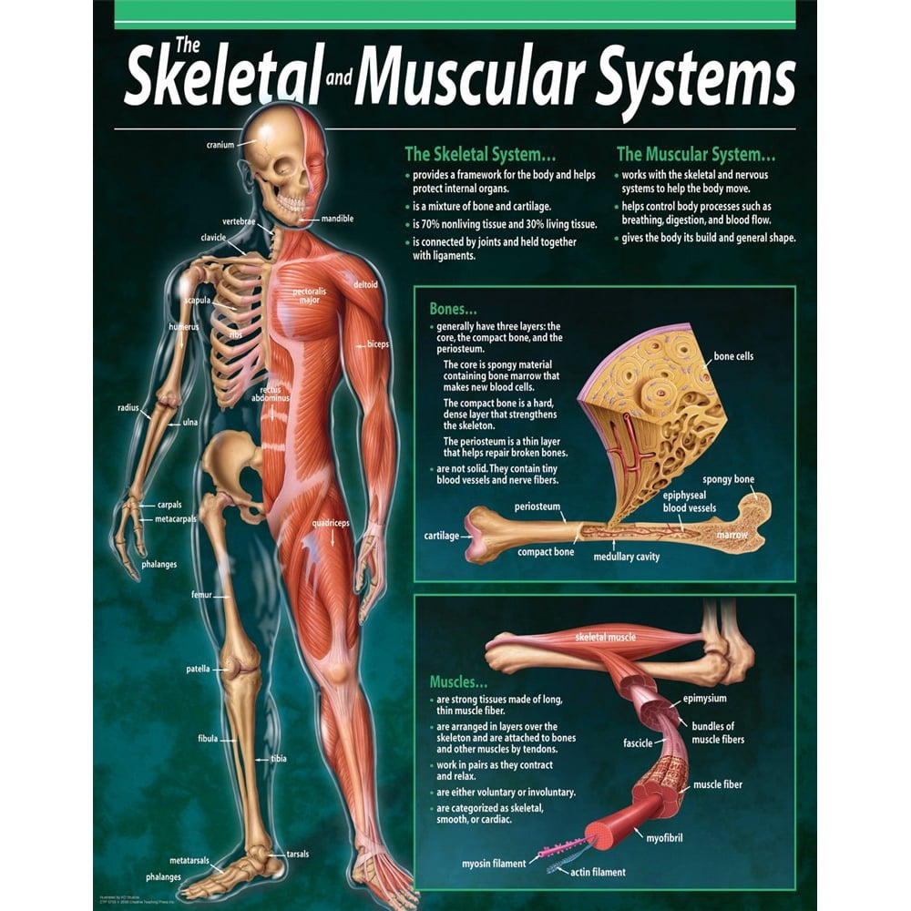The Skeletal And Muscular Systems Chart 5709 Measures 17 X 21 3 8 the-skeletal-and-muscular-systems-chart-5709-measures-17-x-21-3-8
