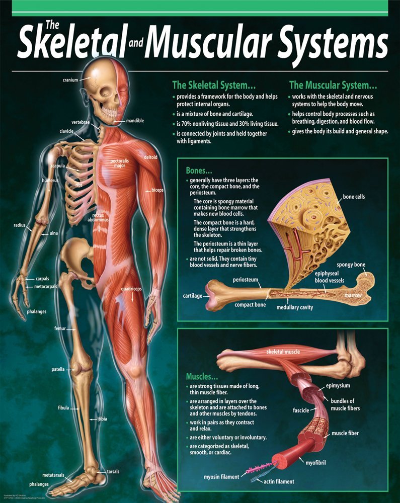 The Skeletal And Muscular Systems Chart 5709 Measures 17 X 21 3 8 The Skeletal And Muscular Systems Chart 5709 Measures 17 X 21 3 8