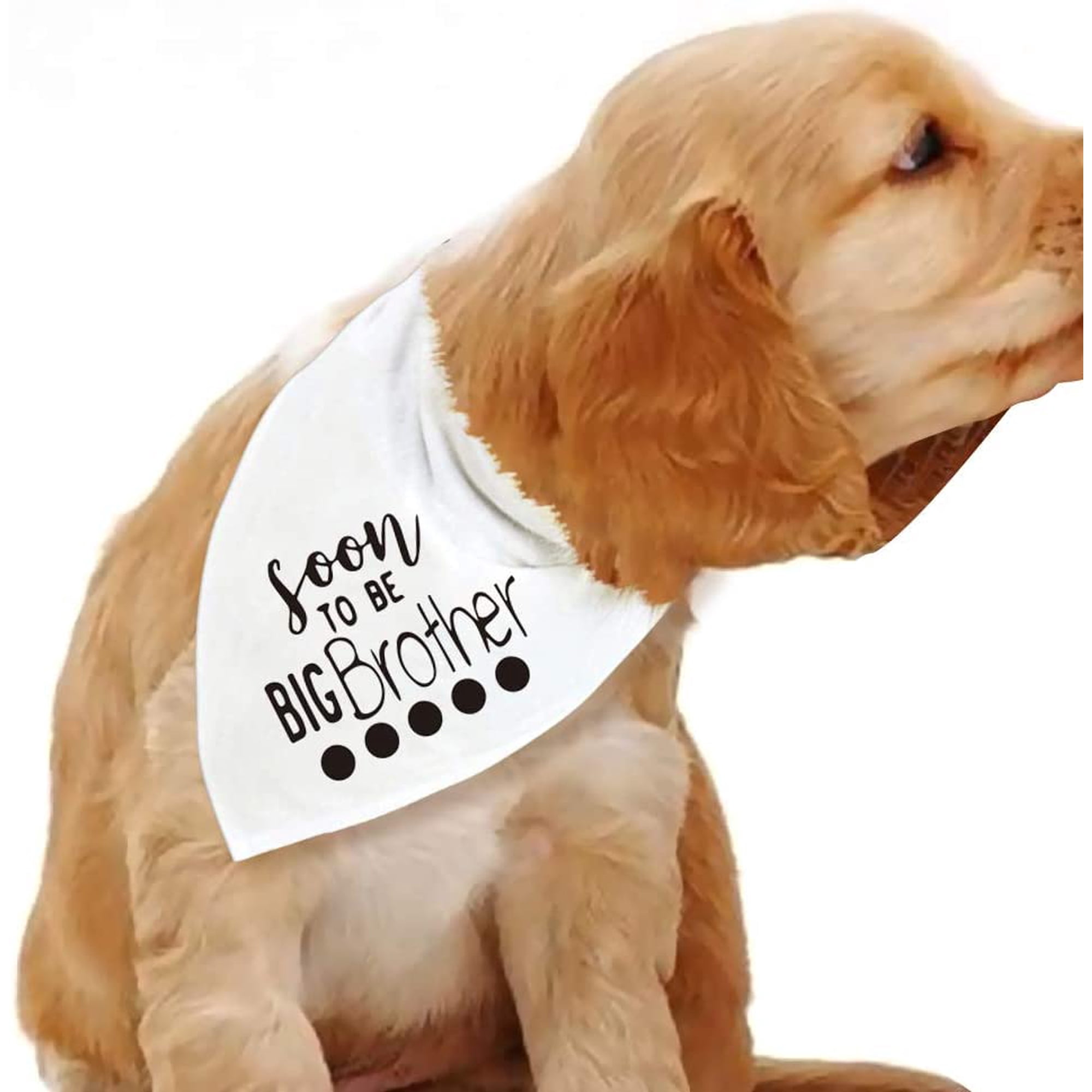 What Gender Is A Dog