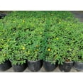 EcoTurf Perennial Peanut Grass 3 Large Gallon Size Plants Arachis ...