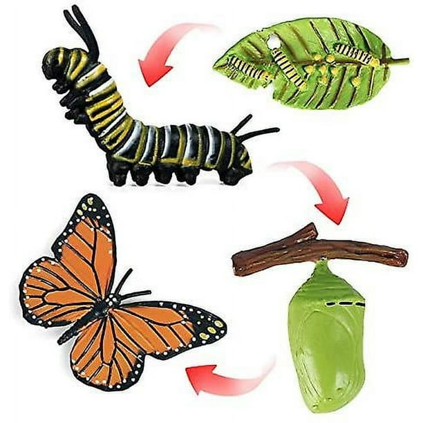 Figura del ciclo de vida de la mariposa monarca YONGSHENG modelo de ...
