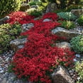 2000 Red Creeping Thyme Seeds for Planting, Heirloom Thymus Serpyllum ...