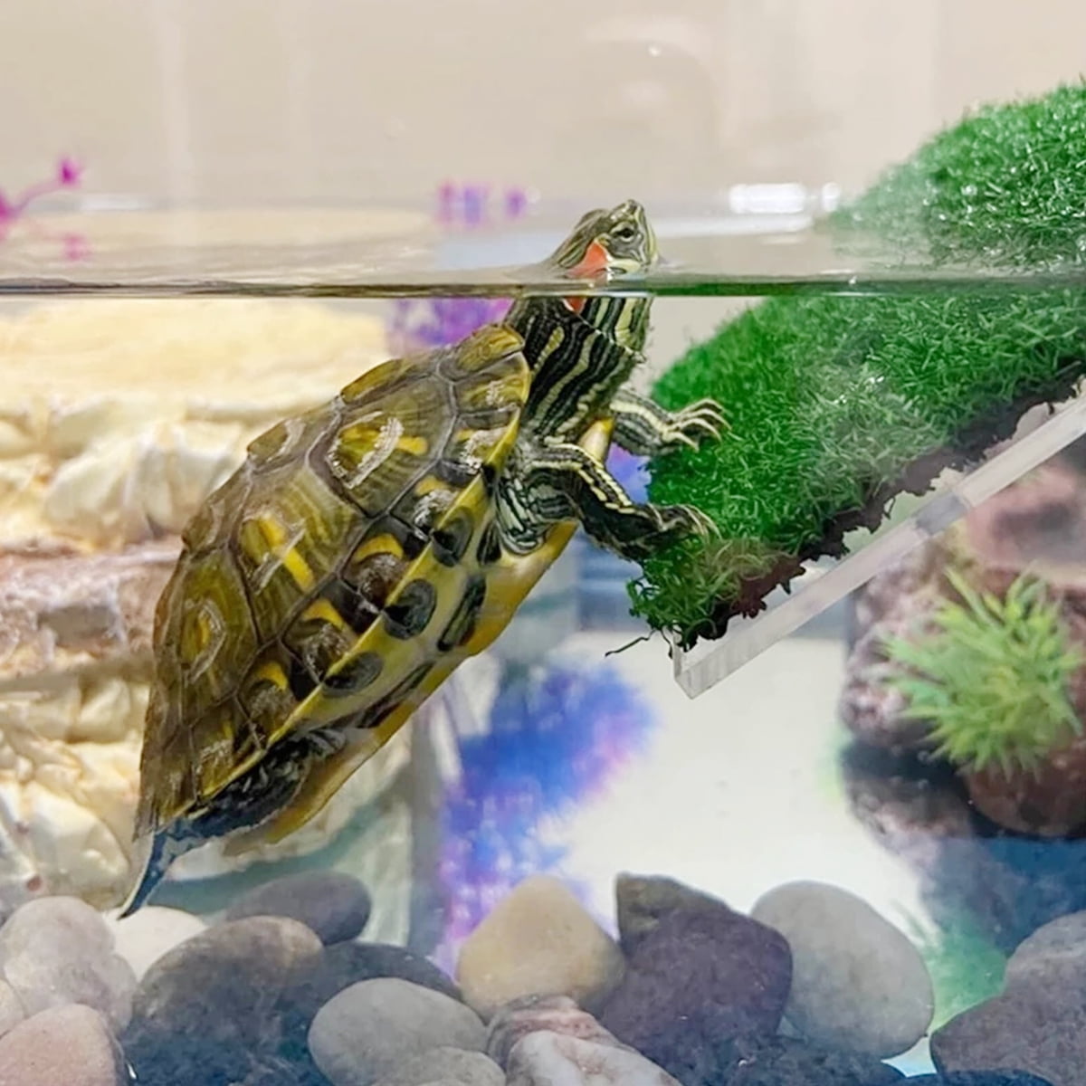 Buy Lieonvis Turtle Basking Platform With Simulation Turf Turtle