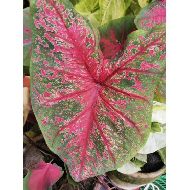 Blue Buddha Farm: Toucan Tango Bearded Iris Bulb - Easy to Grow Outdoor ...