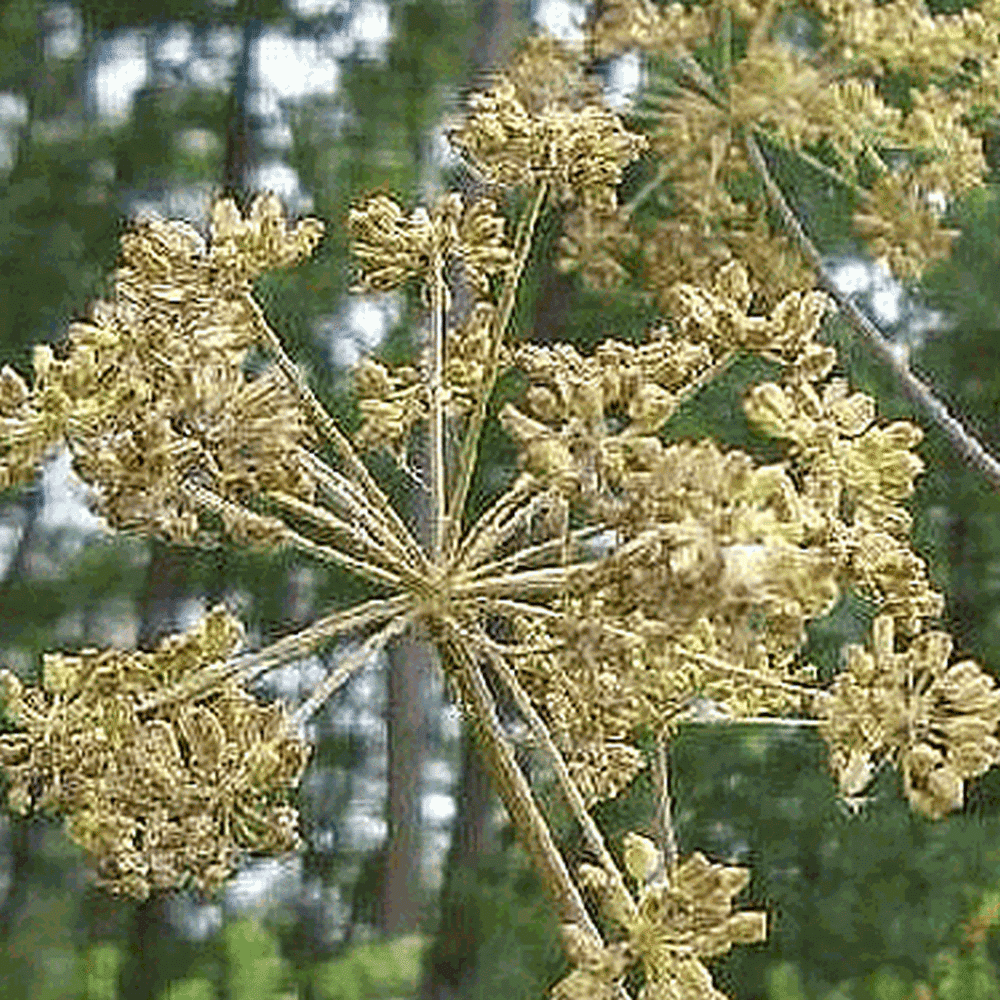Everwilde Farms - 1 Oz Angelica Native Wildflower Seeds - Gold Vault ...