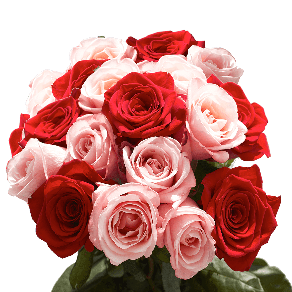 50 Stems of Roses: 25 Red and 25 Pink- Beautiful Fresh Cut Flowers ...