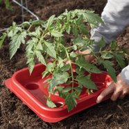 Super Plugs Organic Seed Starter Plugs, 100 Count, Biodegradable, 1 ...