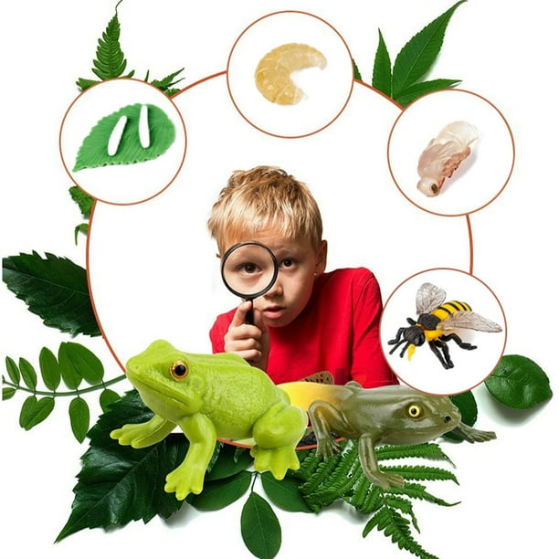 Herramientas de enseñanza para niños, kit de ciclo de vida de insectos ...
