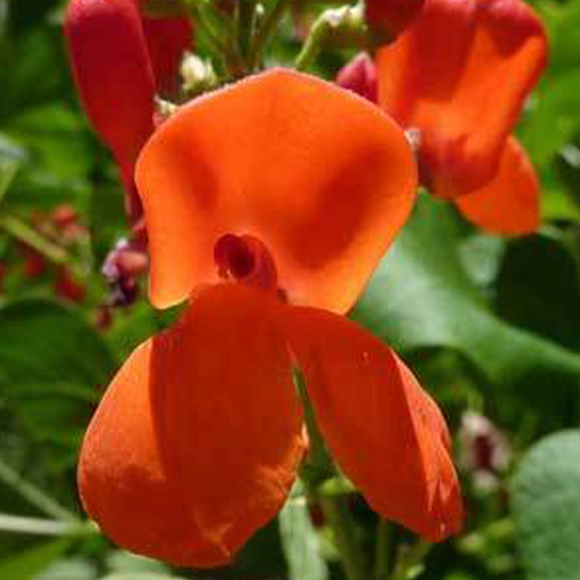 Scarlet Runner Beans - 1 LB Bulk ~335 Seeds - Non-GMO, Open Pollinated ...