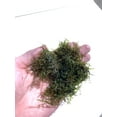 Java Moss Vesicularia Dubyana Live Freshwater Aquatic Aquarium Plants ...