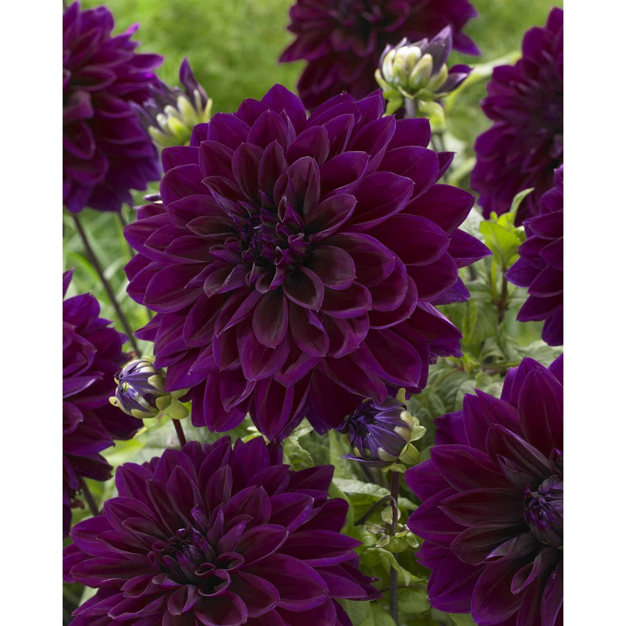 Click here for Tasc Flower Bulbs- Dahlia Thomas Edison Annual prices